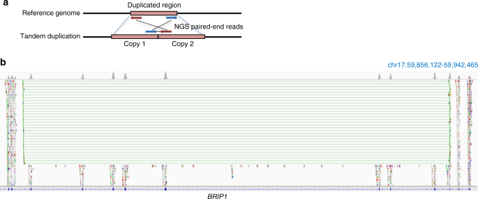 Detection Of Structural Variation Using Target Captured Next Generation Sequencing Data For