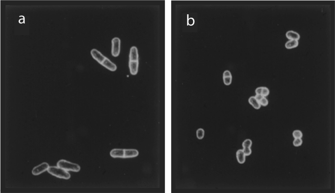 Using genetics to understand biology | Heredity