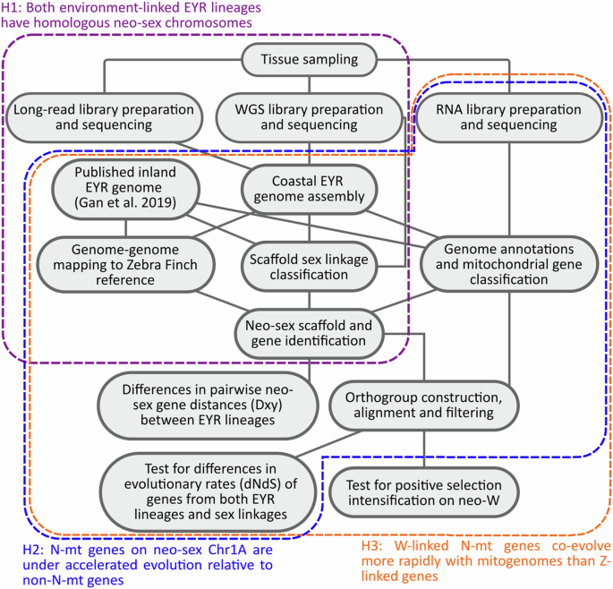 Accelerated differentiation of neo-W nuclear-encoded mitochondrial ...