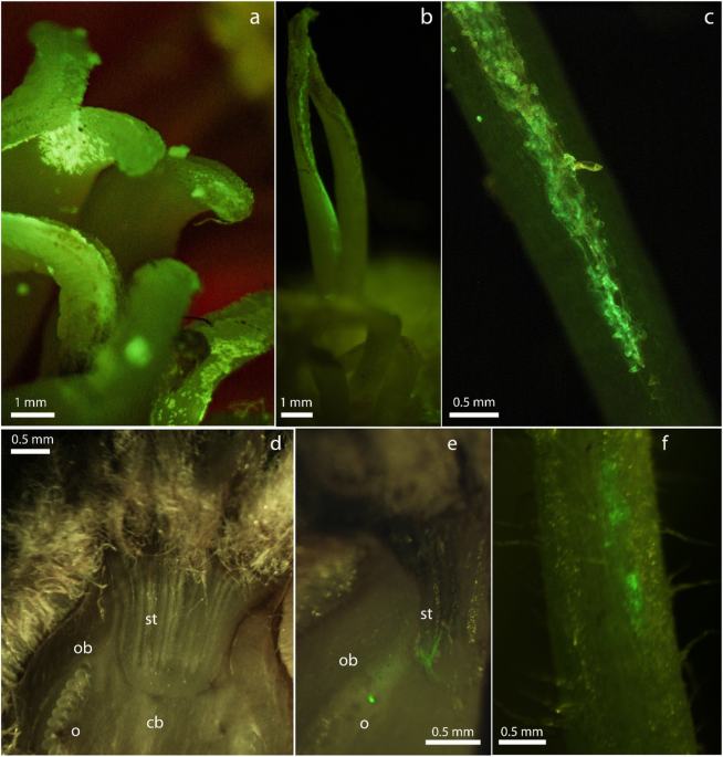 Pathways of flower infection and pollen-mediated dispersion of ...