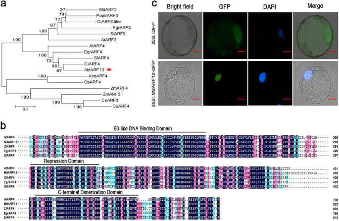 Auxin regulates anthocyanin biosynthesis through the Aux/IAA–ARF ...