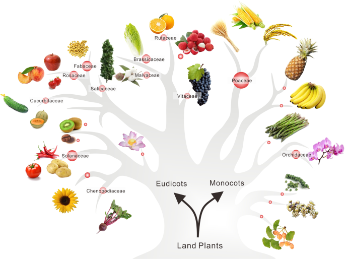 Small RNAs, emerging regulators critical for the development of ...