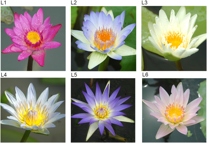 Molecular breeding of water lily: engineering cold stress tolerance ...