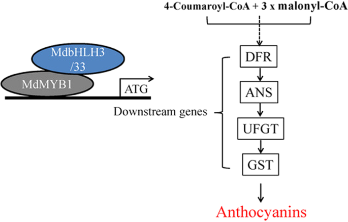 MdGSTF6, activated by MdMYB1, plays an essential role in anthocyanin ...