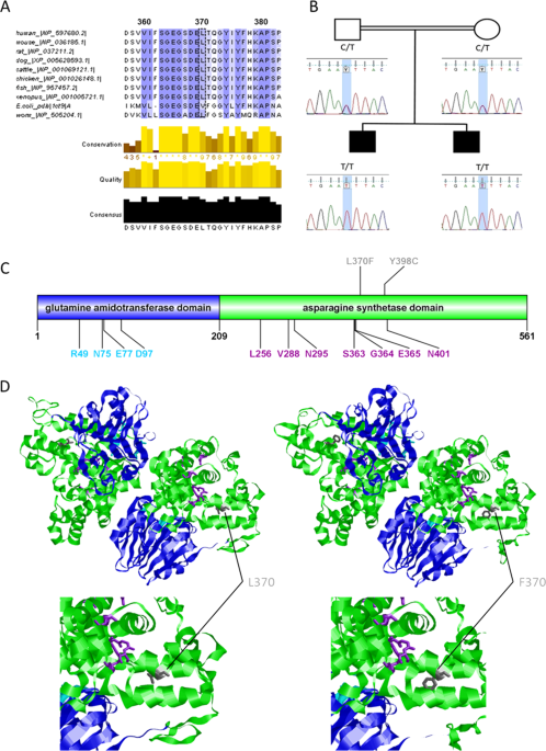 Clinical outcomes of two patients with a novel pathogenic variant in ...