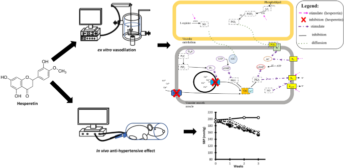 Mechanistic study on vasodilatory and antihypertensive effects of hesperetin: ex vivo and in ...