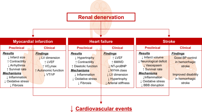 Effects of renal denervation on the incidence and severity of cardiovascular diseases ...