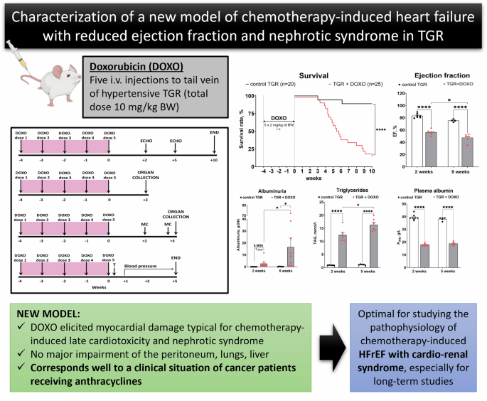 Characterization of a new model of chemotherapy-induced heart failure ...