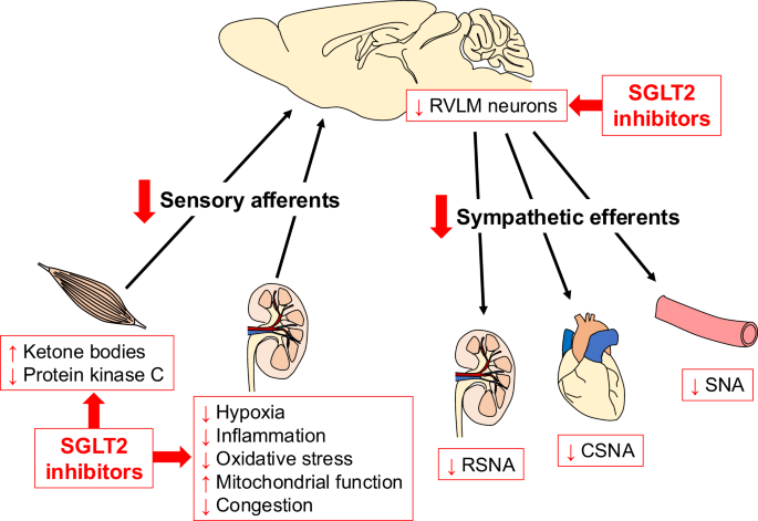 Interaction between SGLT2 and the sympathetic nervous system in normal ...