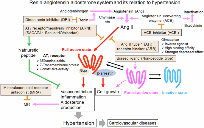 Renin-angiotensin-aldosterone system and its relation to hypertension ...
