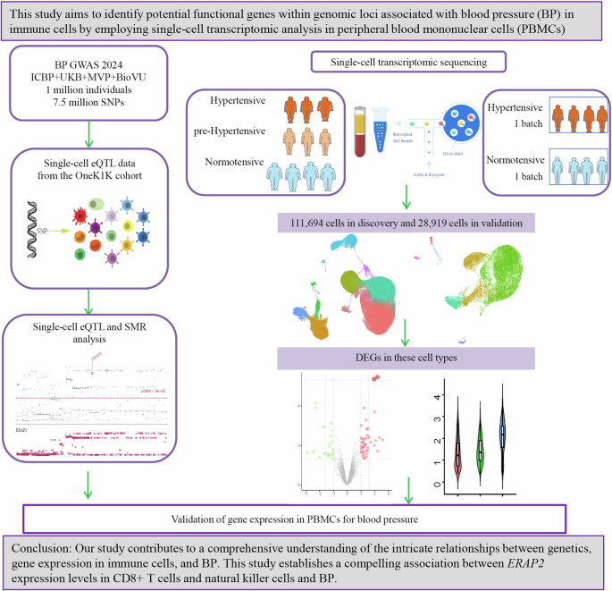 Deciphering genetic associations with blood pressure in peripheral blood mononuclear cells ...