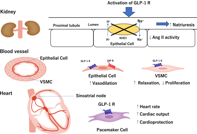 Glp 1 Mechanism Of Action