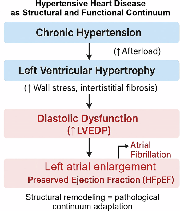 Hypertensive heart disease: a structural and functional continuum ...