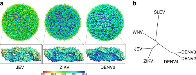 Near-atomic structure of Japanese encephalitis virus reveals critical ...