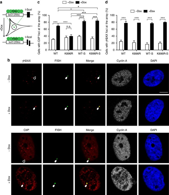 DNA end resection requires constitutive sumoylation of CtIP by CBX4 ...