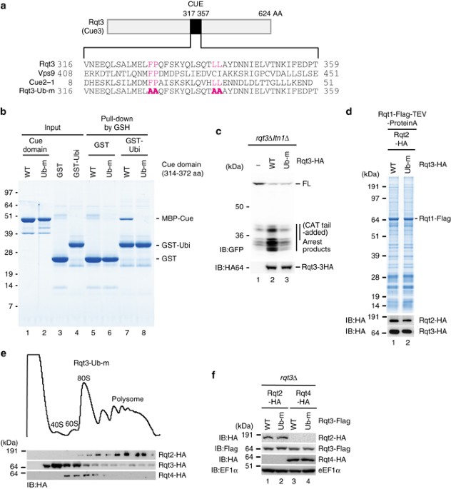 Ubiquitination of stalled ribosome triggers ribosome-associated quality ...
