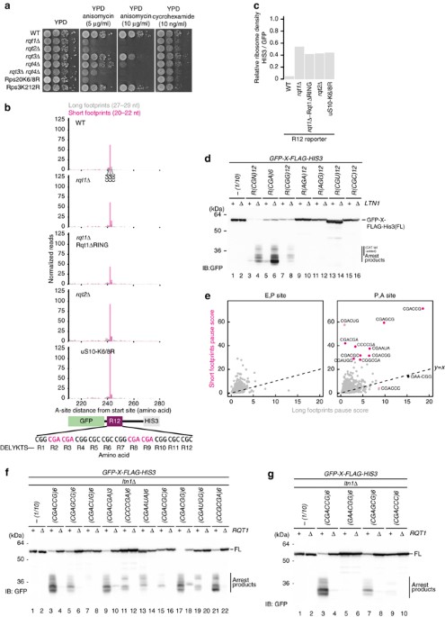 Ubiquitination of stalled ribosome triggers ribosome-associated quality ...