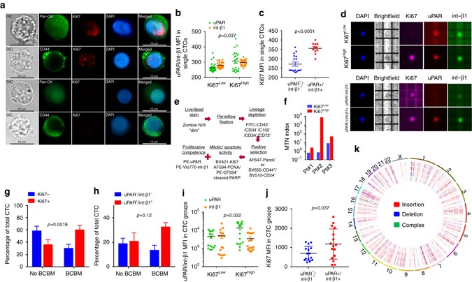 Molecular characterization of breast cancer CTCs associated with brain ...