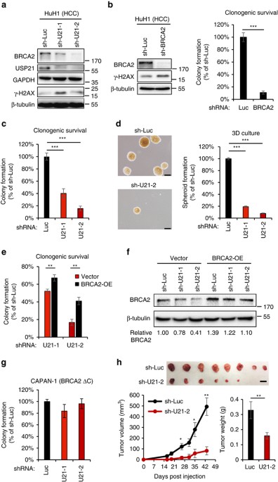 Ubiquitin-specific protease 21 stabilizes BRCA2 to control DNA repair ...
