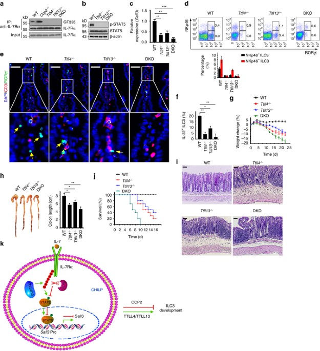 IL-7Rα glutamylation and activation of transcription factor Sall3 ...