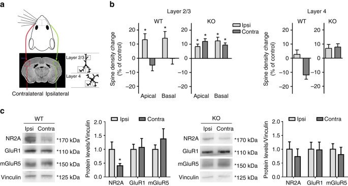 The non-coding RNA BC1 regulates experience-dependent structural ...