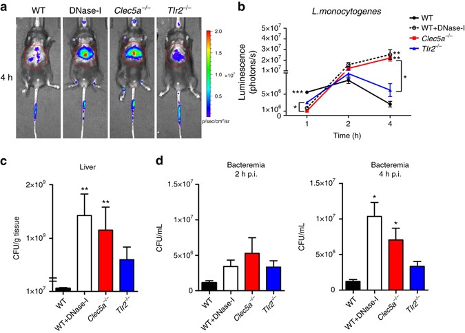 CLEC5A is a critical receptor in innate immunity against Listeria ...