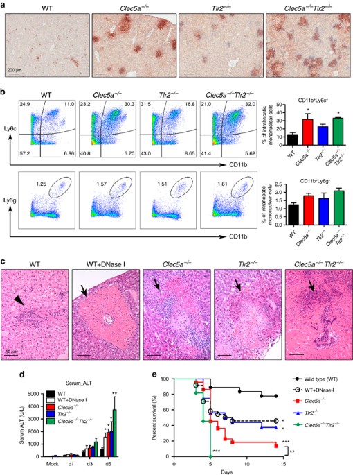 CLEC5A is a critical receptor in innate immunity against Listeria ...