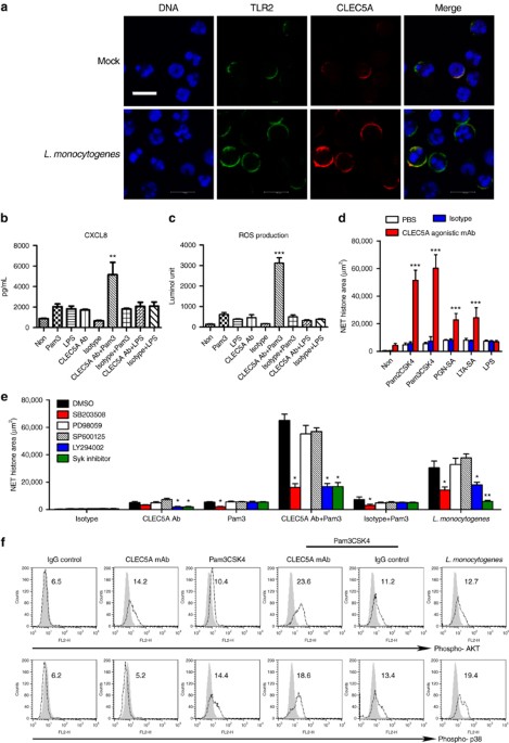 CLEC5A is a critical receptor in innate immunity against Listeria ...