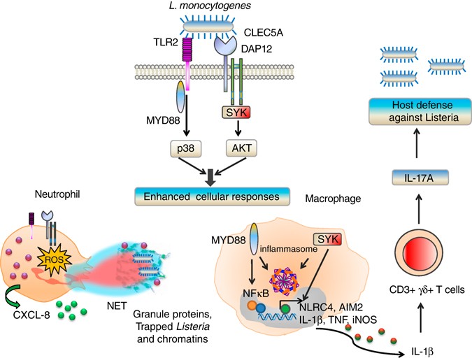CLEC5A is a critical receptor in innate immunity against Listeria ...