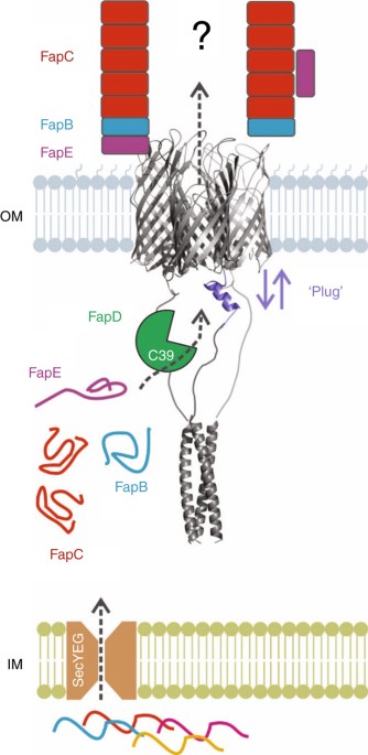 A new class of hybrid secretion system is employed in Pseudomonas ...