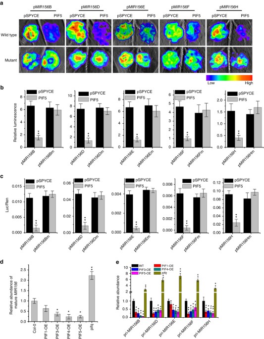 Phytochrome-interacting factors directly suppress MIR156 expression to ...