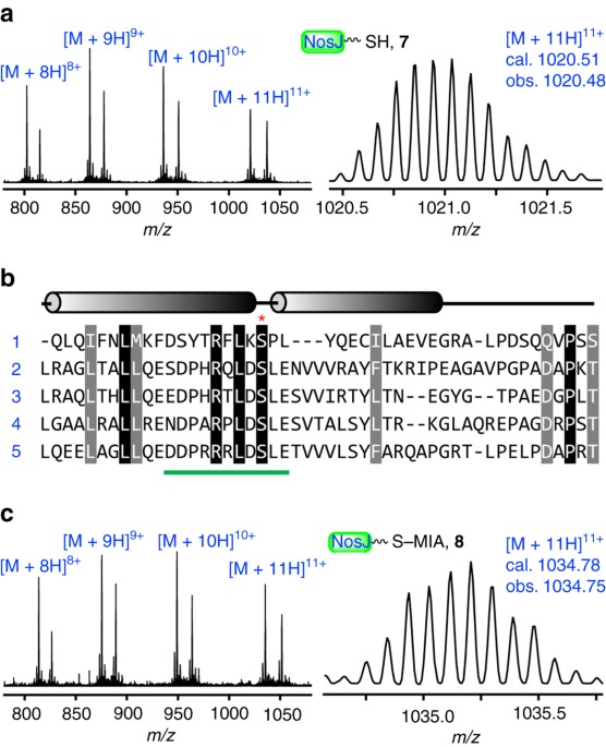 Biosynthesis of the nosiheptide indole side ring centers on a cryptic ...