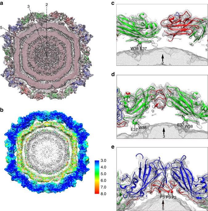Atomic structures of Coxsackievirus A6 and its complex with a ...