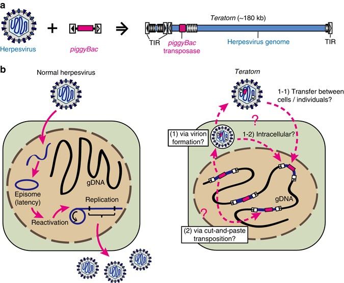 Complete fusion of a transposon and herpesvirus created the Teratorn ...