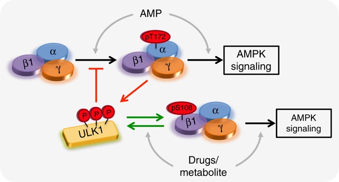 The autophagy initiator ULK1 sensitizes AMPK to allosteric drugs ...