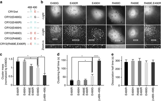 Understanding CRY2 interactions for optical control of intracellular ...