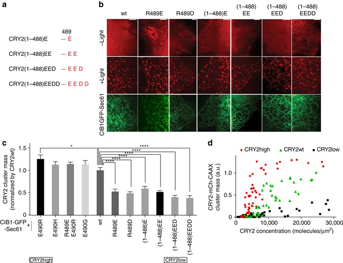 Understanding CRY2 interactions for optical control of intracellular ...