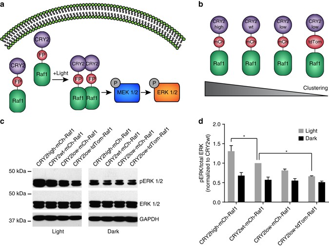 Understanding CRY2 interactions for optical control of intracellular ...