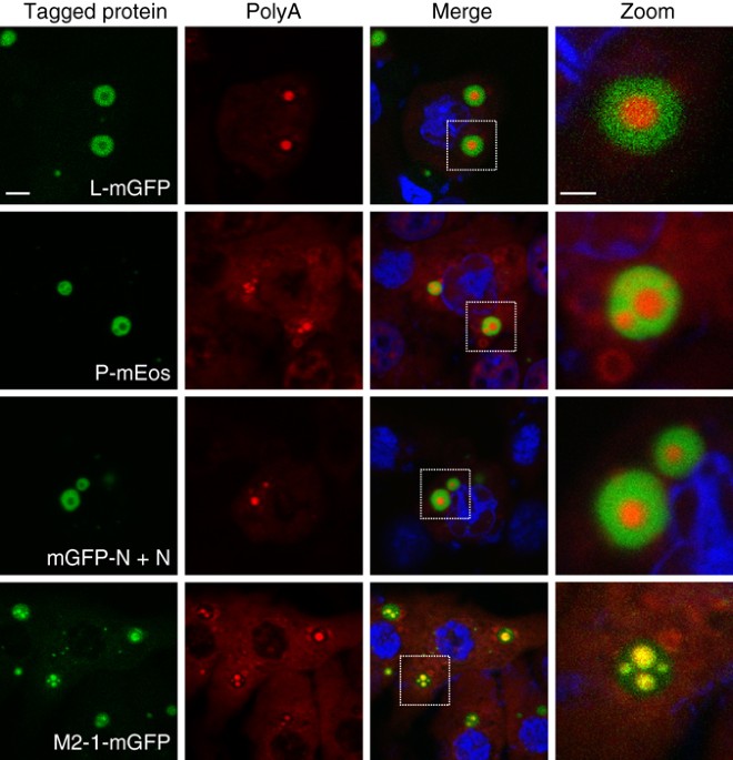 Functional organization of cytoplasmic inclusion bodies in cells ...