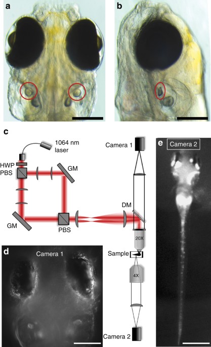 Optical trapping of otoliths drives vestibular behaviours in larval ...