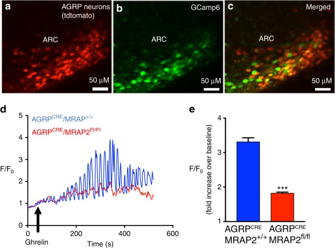MRAP2 regulates ghrelin receptor signaling and hunger sensing | Nature ...