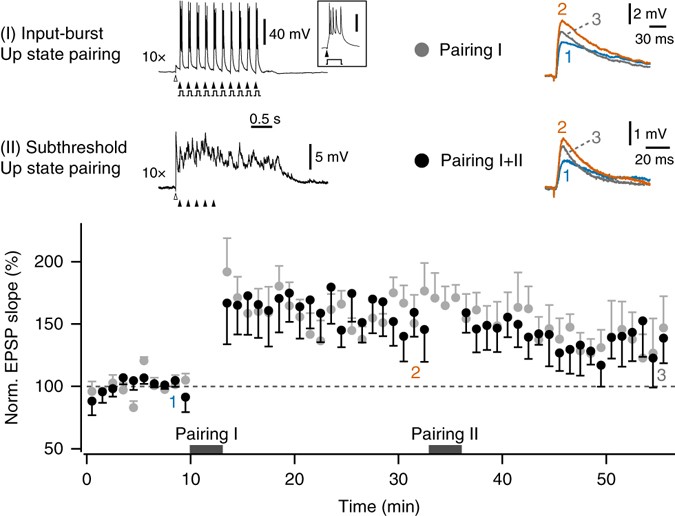 Cortical Up states induce the selective weakening of subthreshold ...