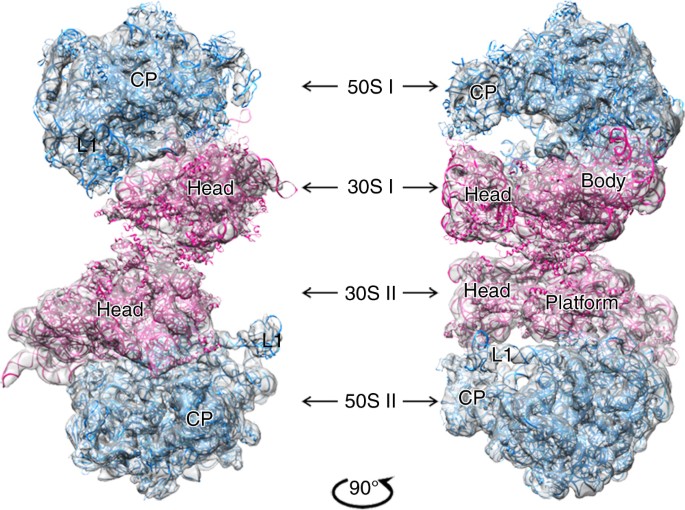 The cryo-EM structure of hibernating 100S ribosome dimer from ...