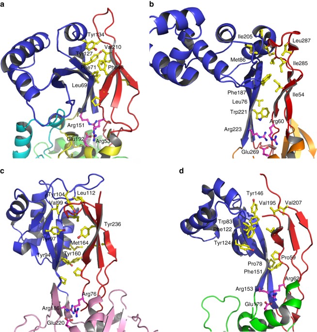 Molecular architecture of the PBP2–MreC core bacterial cell wall ...