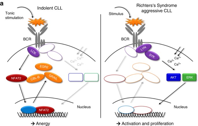 NFAT2 is a critical regulator of the anergic phenotype in chronic ...