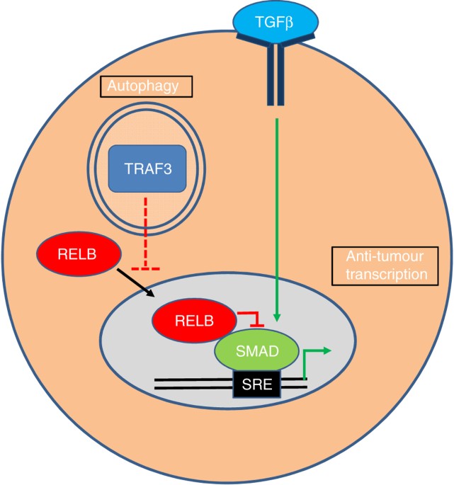 Autophagy acts through TRAF3 and RELB to regulate gene expression via ...
