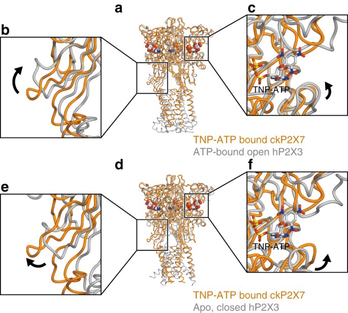 Structural insights into the competitive inhibition of the ATP-gated ...