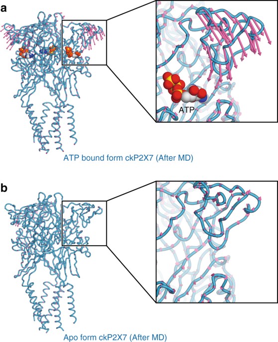 Structural insights into the competitive inhibition of the ATP-gated ...