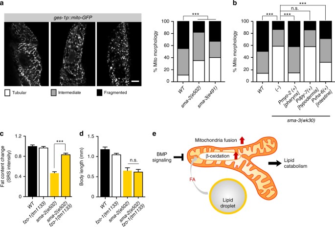 High-throughput screens using photo-highlighting discover BMP signaling ...
