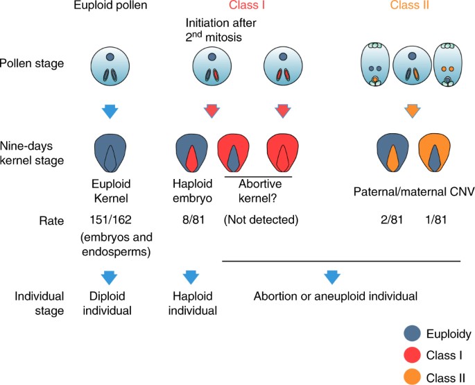 Single nucleus sequencing reveals spermatid chromosome fragmentation as ...